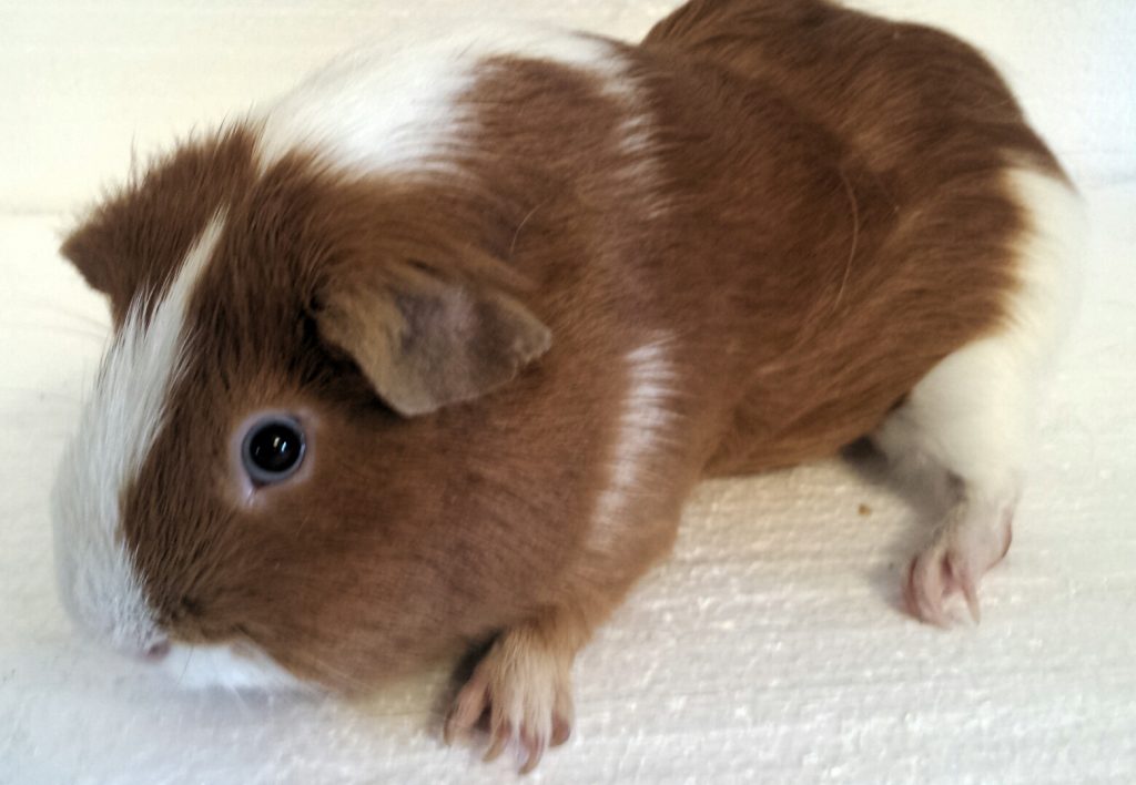 The Animals – Jungle Bob